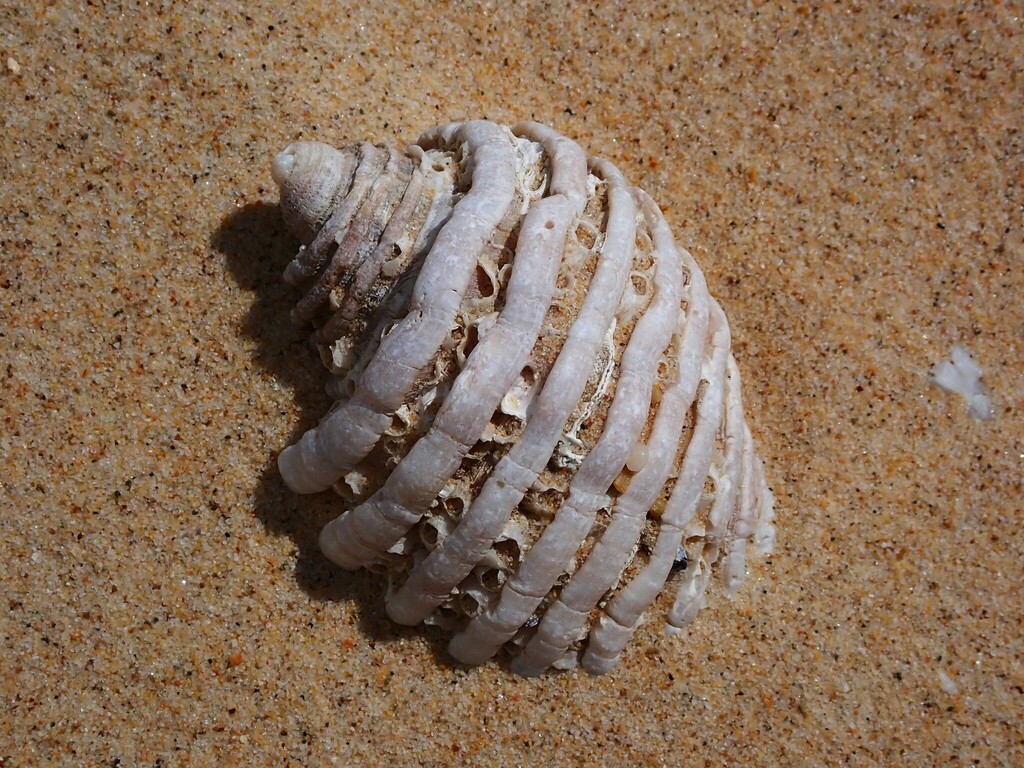 Cart-Rut Shell from Bundagen NSW 2454, Australia on December 11, 2024 ...