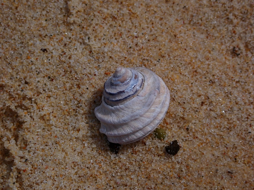 Southern ribbed top snail from Bundagen NSW 2454, Australia on December ...