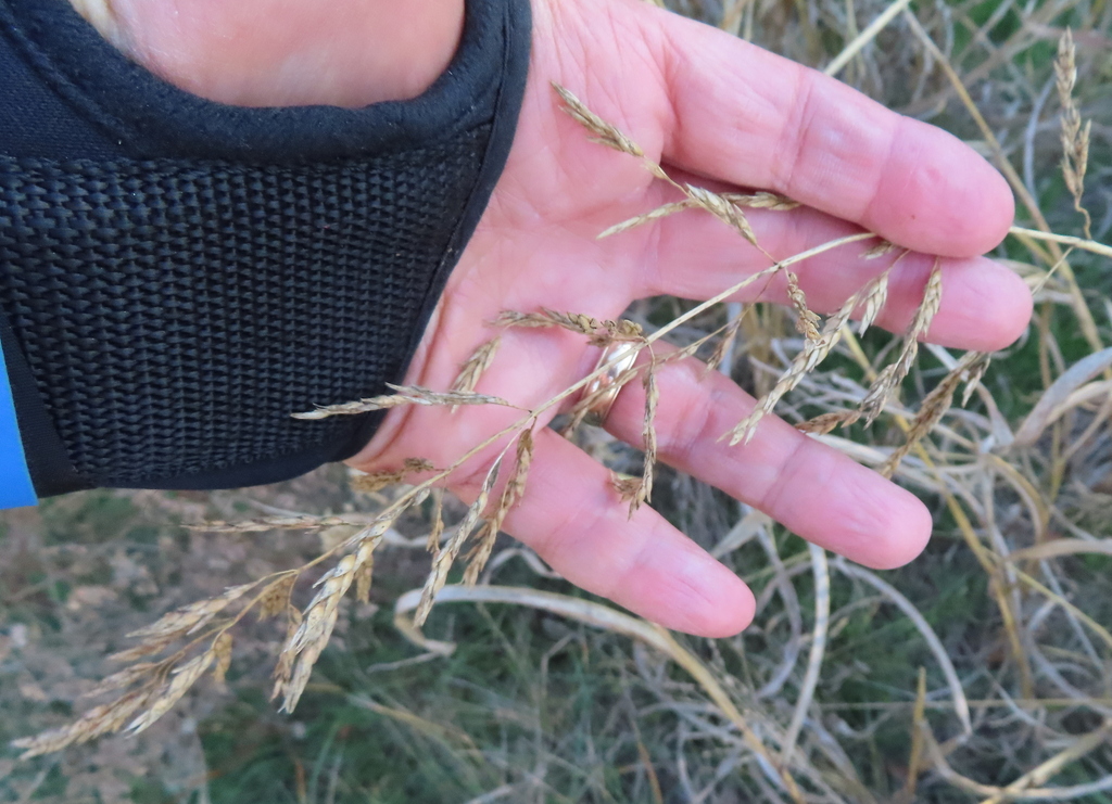 Johnson grass from Georgetown, TX, USA on December 10, 2024 at 03:37 PM ...
