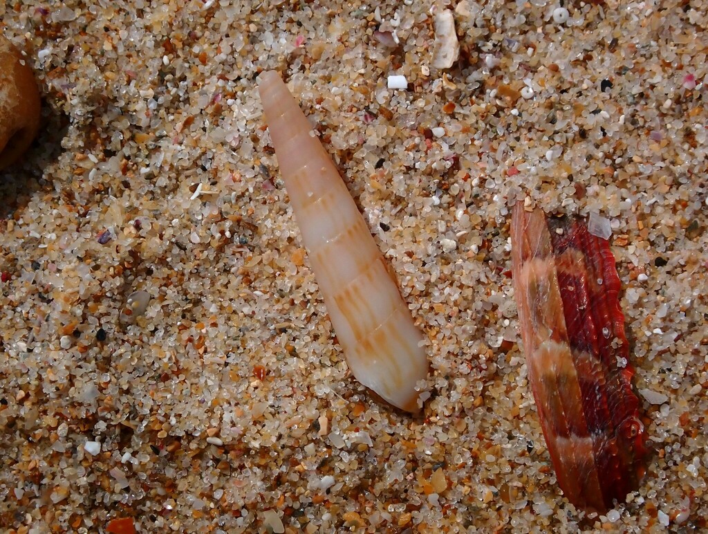 Profunditerebra brazieri from Bundagen NSW 2454, Australia on December 11, 2024 at 10:05 AM by ...