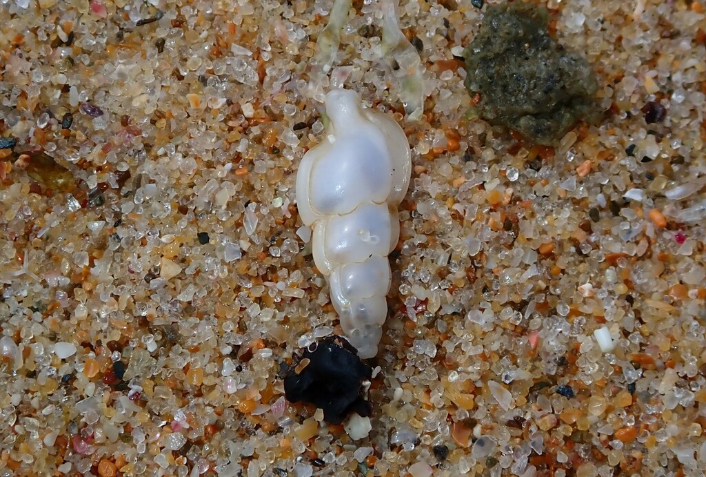 Aspella from Bundagen NSW 2454, Australia on December 11, 2024 at 10:08 ...