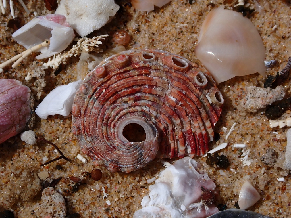 Brazier's ear shell from Bundagen NSW 2454, Australia on December 11 ...
