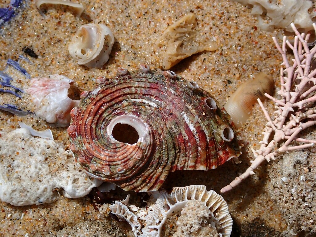 Brazier's ear shell from Bundagen NSW 2454, Australia on December 11 ...