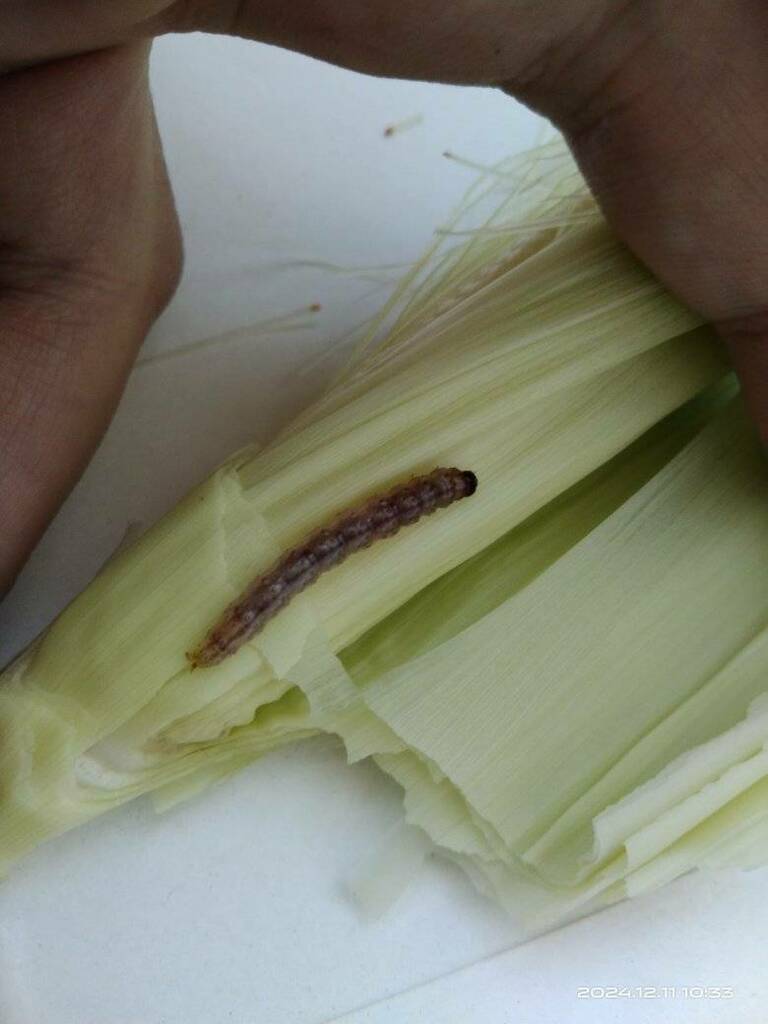 Asian Corn Borer from Kaohsiung, TW-KH, TW on December 10, 2024 at 10: ...