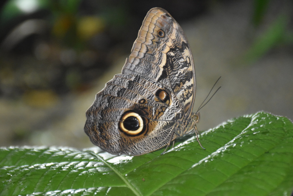 Caligo teucer insulanus from Hacienda Jacana on December 10, 2024 at 05 ...