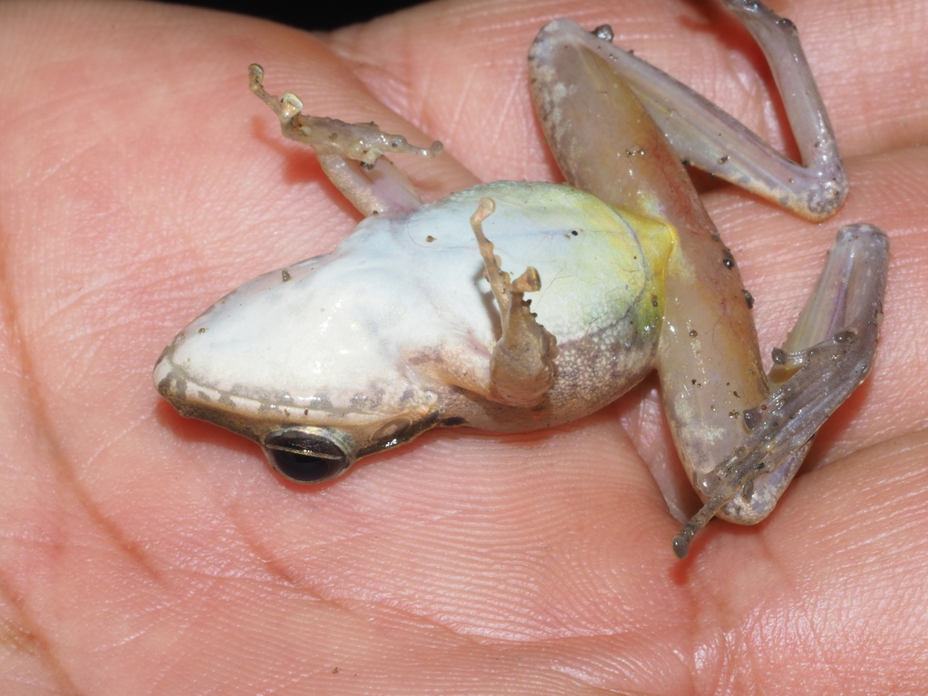 Craugastor raniformis from Tulenapa on September 26, 2024 at 08:40 PM ...
