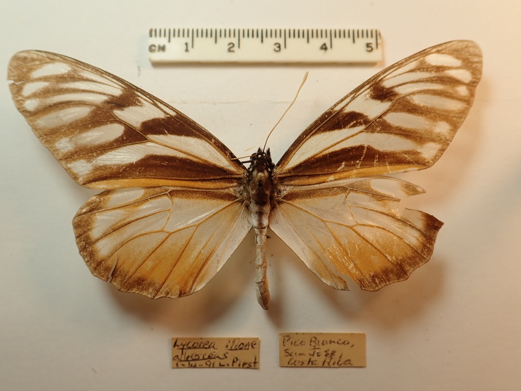 Clearwing Mimic-Queen from San José, Santa Ana, Costa Rica on January ...