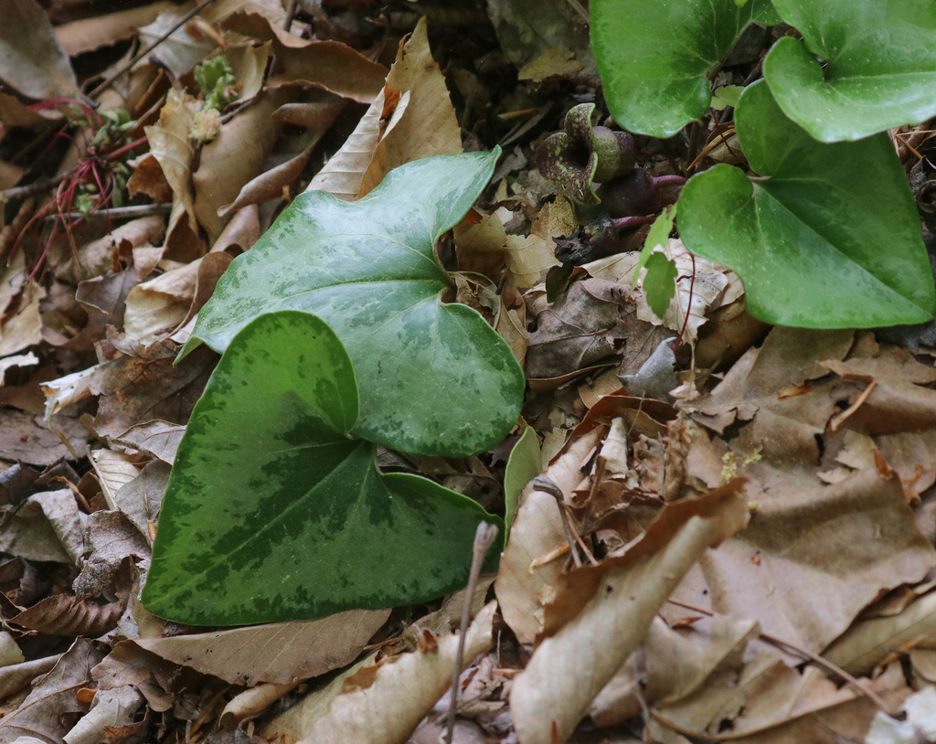 variable-leaf heartleaf from Nelson County, VA, USA on April 26, 2024 ...