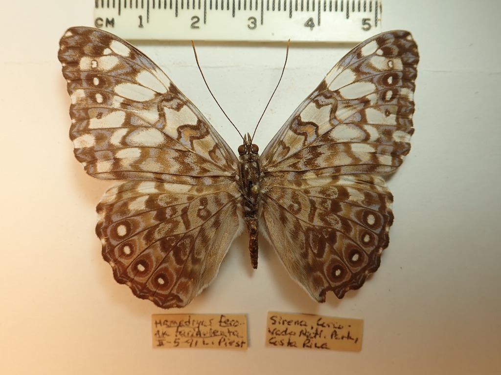 Variable Cracker from Provincia de Puntarenas, Puerto Jiménez, Costa ...