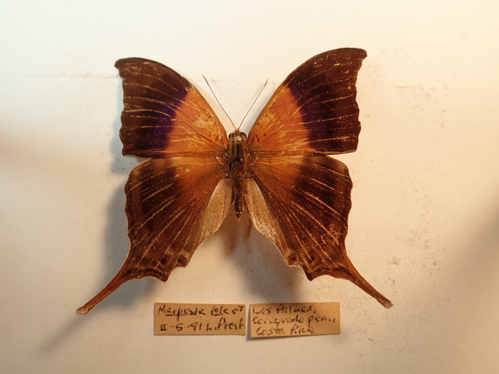 Sunset Daggerwing from Provincia de Puntarenas, Puerto Jiménez, Costa ...