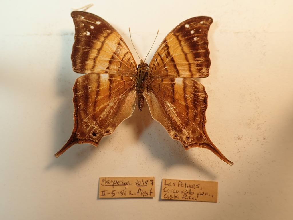 Sunset Daggerwing from Provincia de Puntarenas, Puerto Jiménez, Costa ...