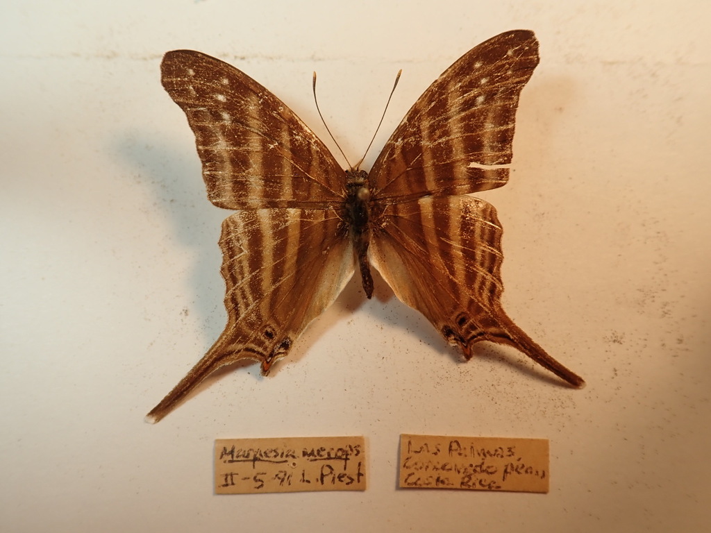 Many-banded Daggerwing from Provincia de Puntarenas, Puerto Jiménez ...