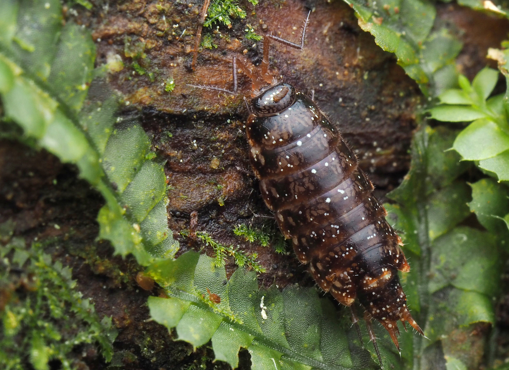 Philosciid Woodlice from Whakarewarewa, Rotorua, New Zealand on ...