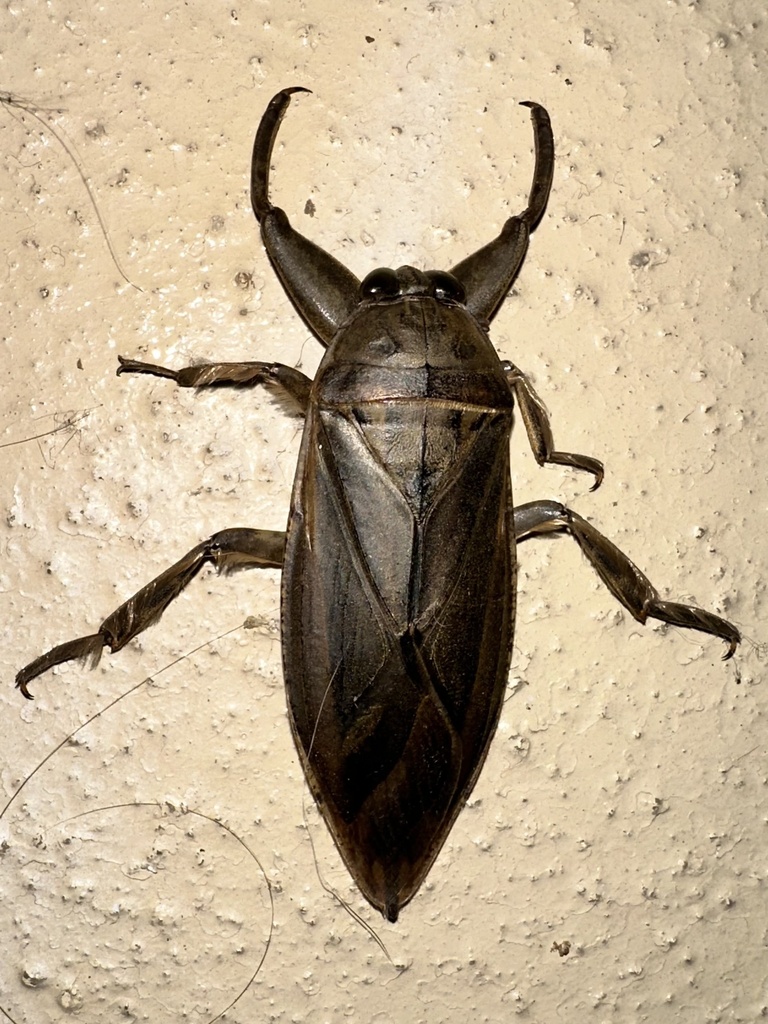 Uhler's Giant Water Bug from Florida Gulf Coast University, Fort Myers ...