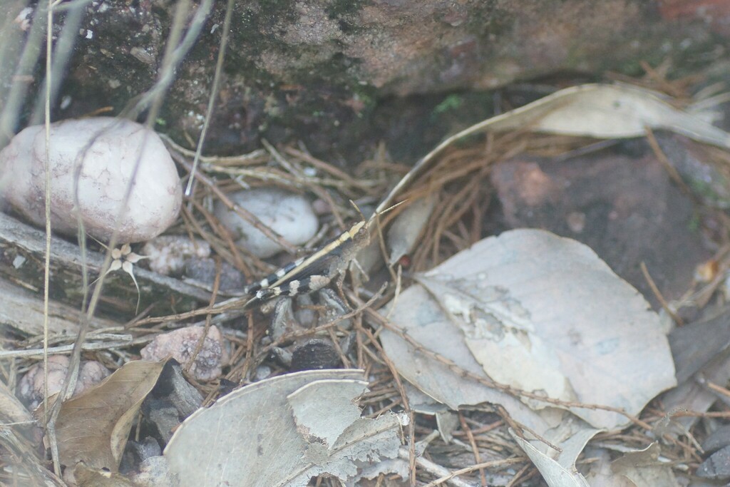 Northern Ungee-gungee from Litchfield Park NT 0822, Australia on ...