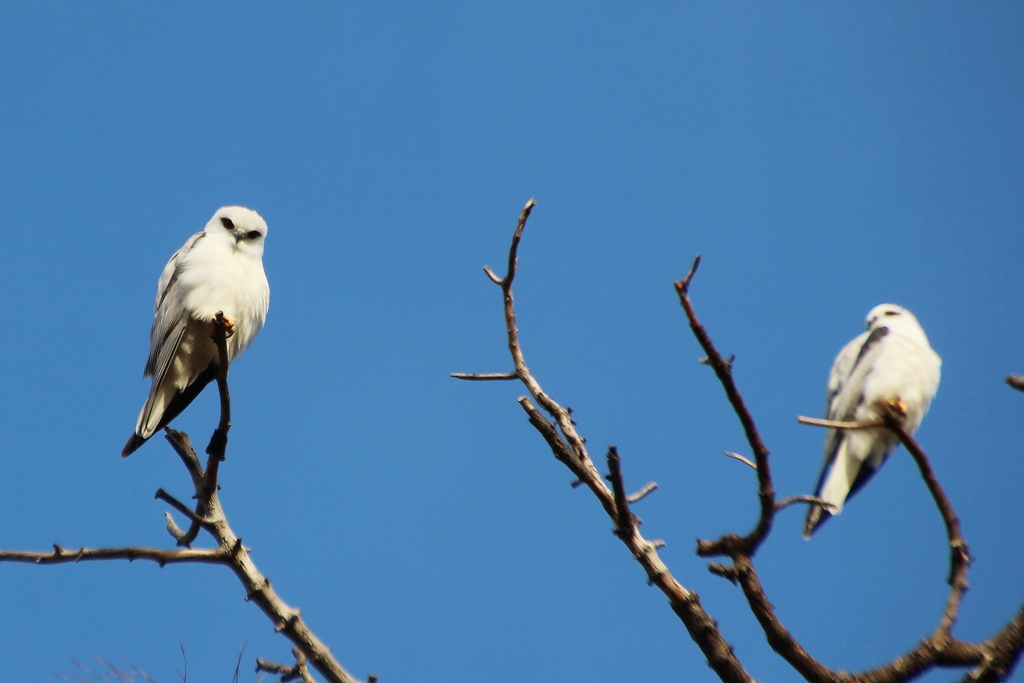 Black-shouldered Kite from Adelaide SA, Australia on August 31, 2022 at ...