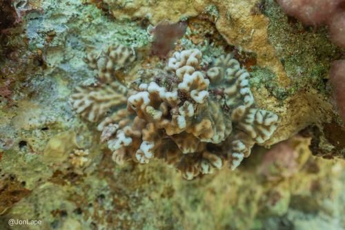 Merulina scheeri · NaturaLista Colombia