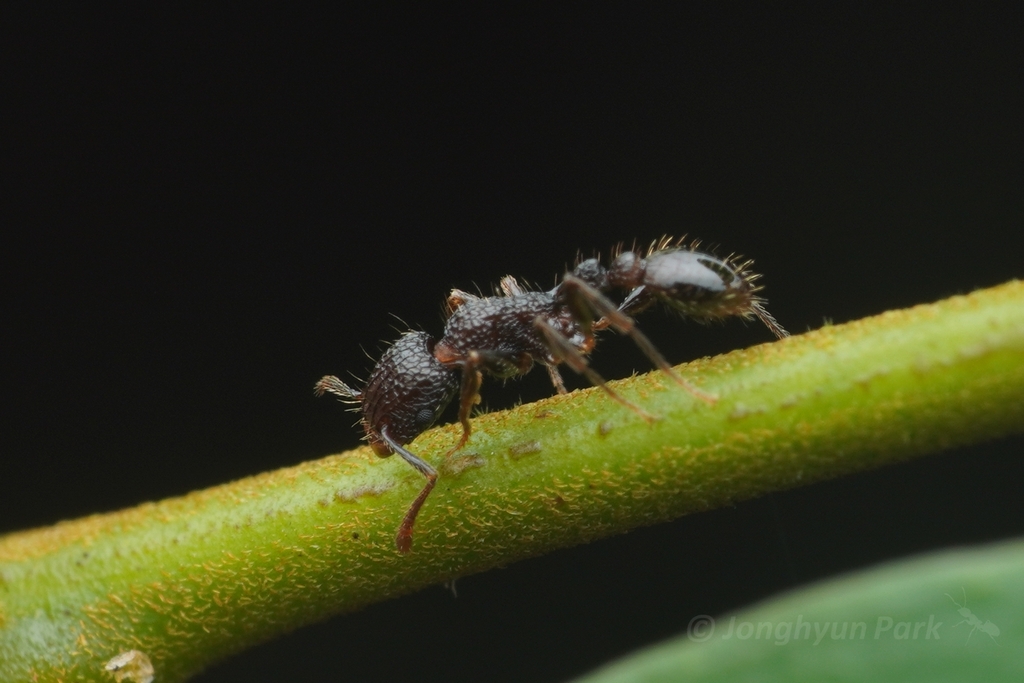 Tetramorium pacificum (Insectes de Polynésie Française) · iNaturalist