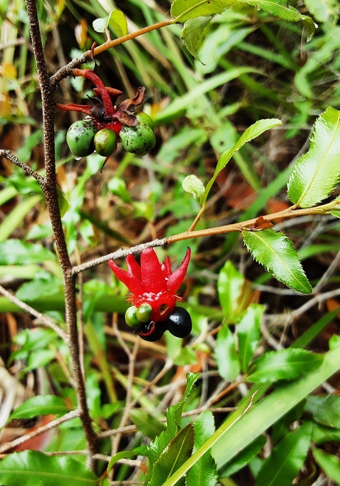 Small-leaved plane from Nowra - Bomaderry NSW, Australia on December 7 ...
