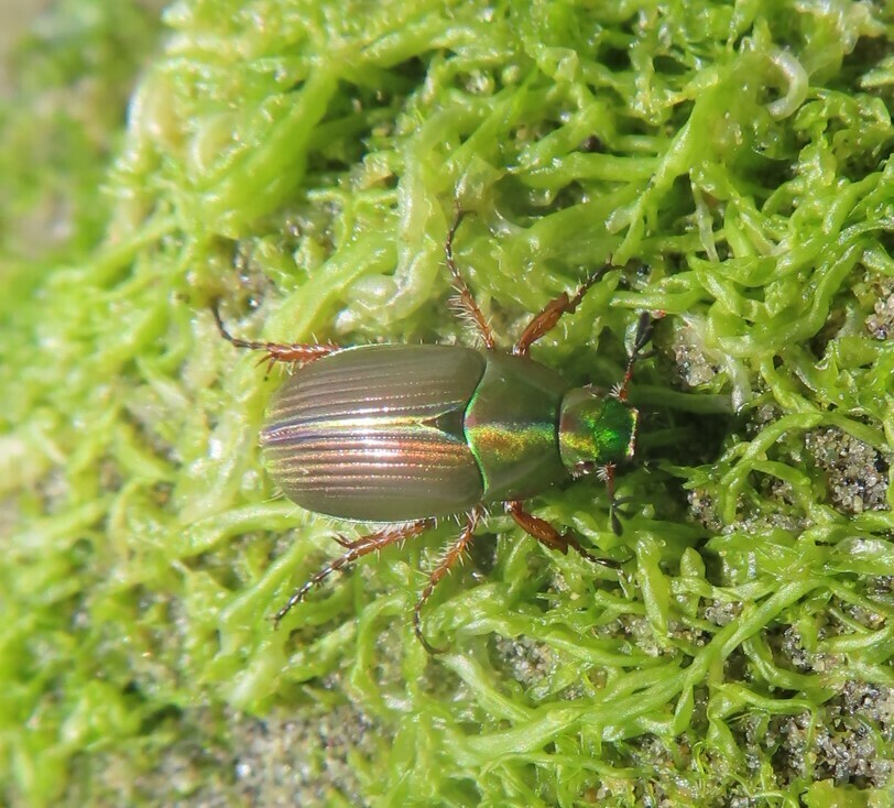 Pyronota from Southland, New Zealand on December 11, 2024 at 03:27 AM ...