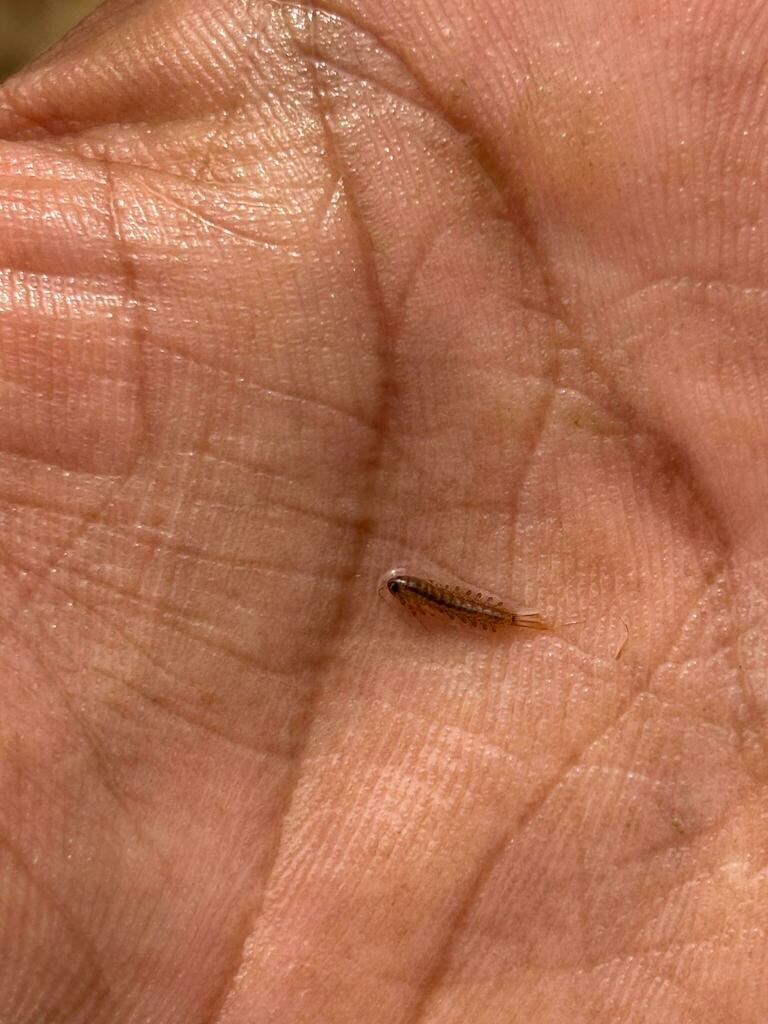 Brush-legged Mayflies from Wayanad, Kerala, India on November 23, 2024 ...