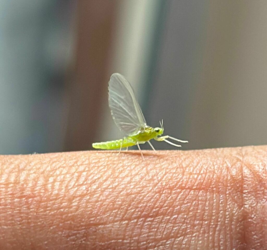 Small Mayflies from Royapettah, Chennai, Tamil Nadu, India on December ...