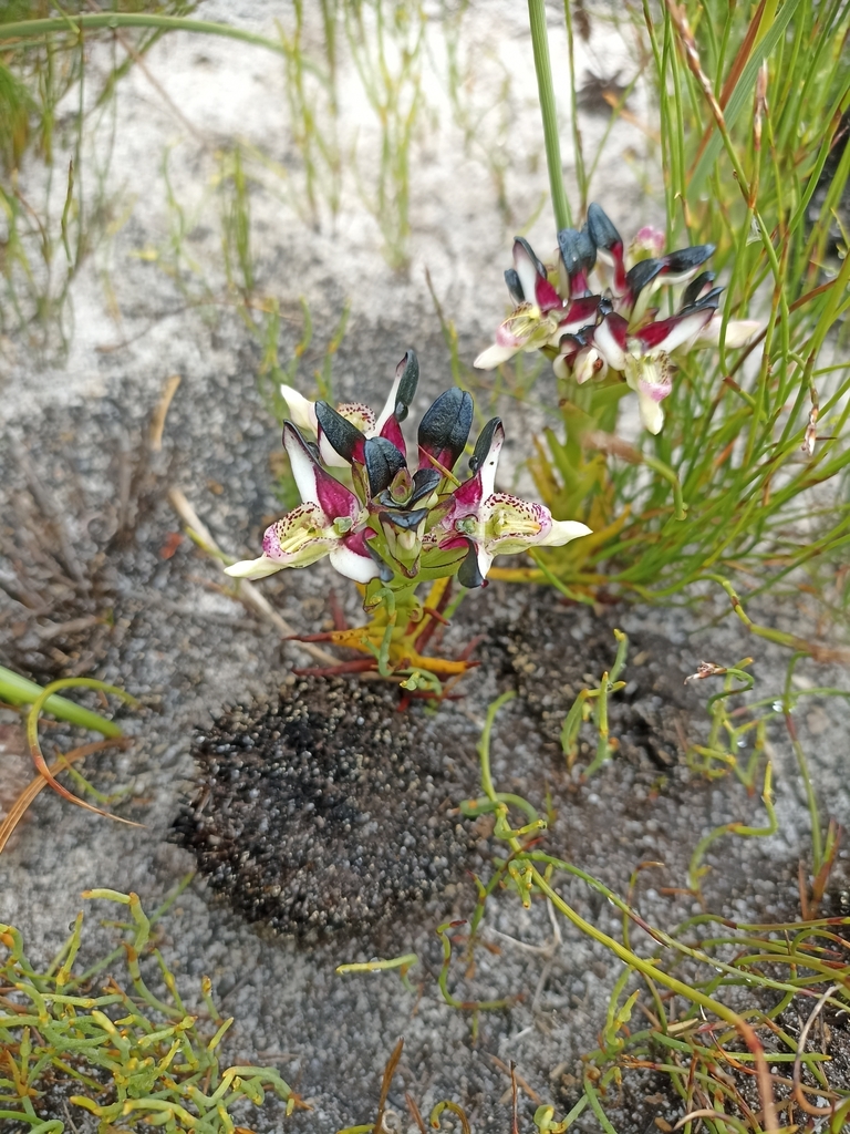 Metallic Disa from Overstrand Local Municipality, South Africa on ...