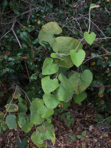 Dutchman’s Pipe (Plants of Mount Burdell (CNPS list with pictures ...