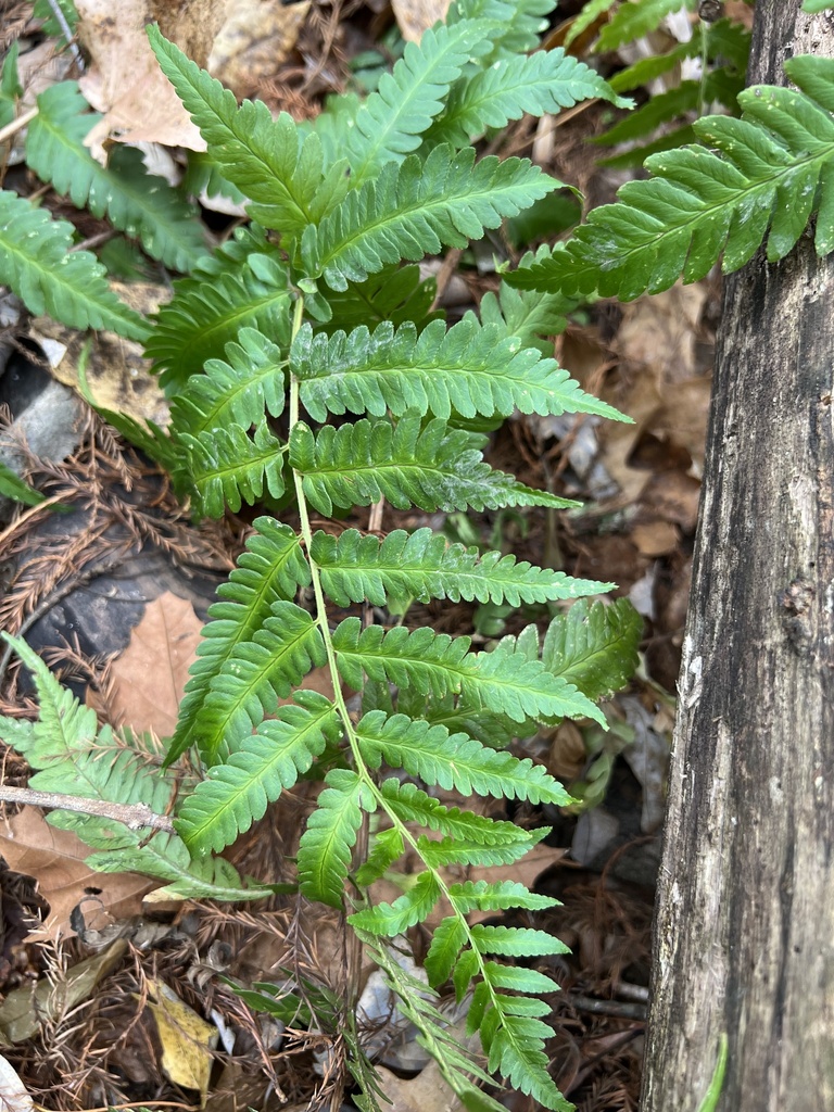 log fern from Church View, VA, US on December 10, 2024 at 01:02 PM by ...