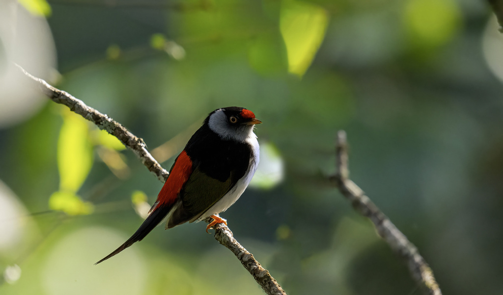 Pin-tailed Manakin from Itatiaia - RJ, Brasil on December 06, 2023 at ...