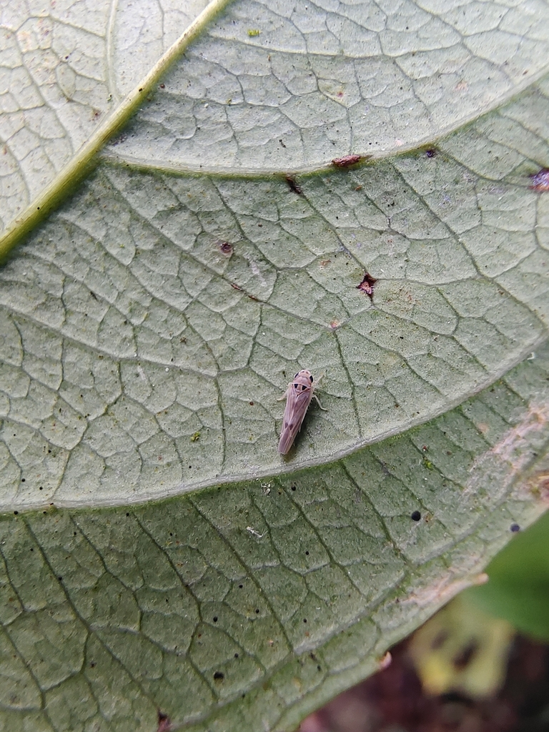 Arboridia from Yichun, CN-JX, CN on December 11, 2024 at 04:17 PM by ...