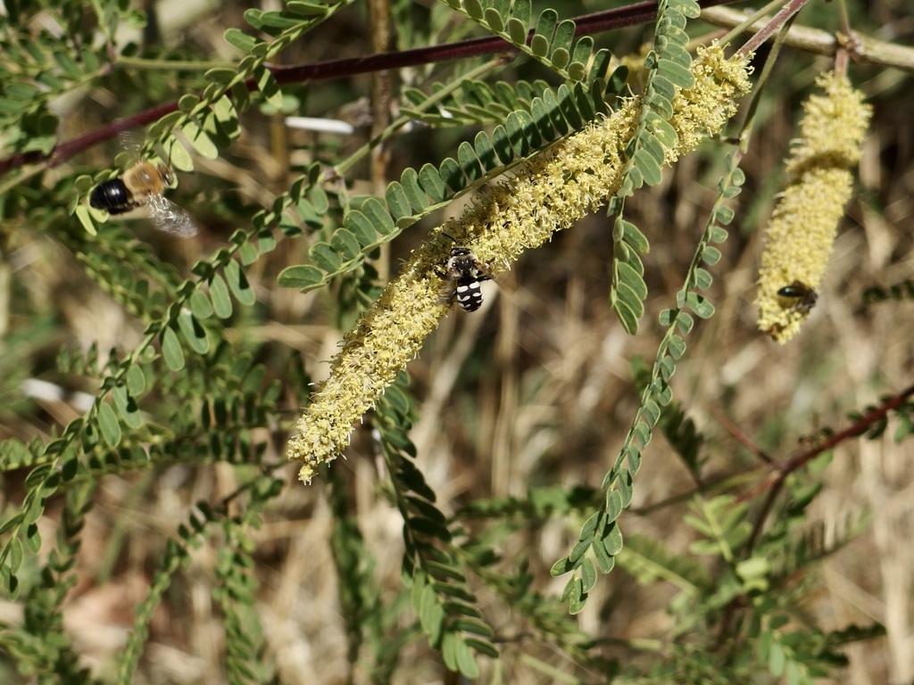 velvet mesquite from Santa Cruz County, AZ, USA on April 25, 2019 at 12 ...