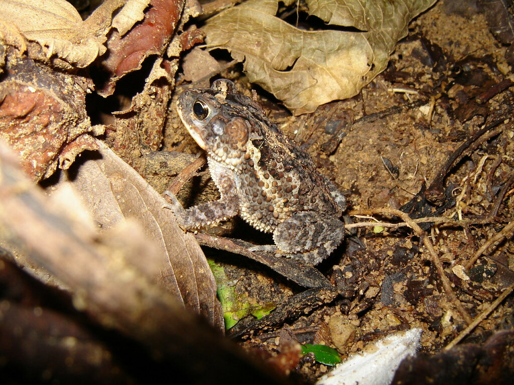 Dry Forest Toad from Provincia de Puntarenas, Garabito, Costa Rica on ...