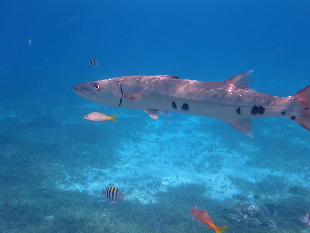 Great Barracuda from Mexico on December 10, 2024 at 12:48 PM by Darren ...