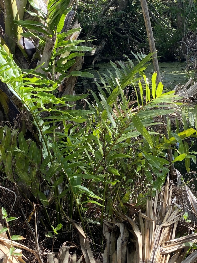 Giant leather fern from Isla Cozumel, Cozumel, Q. Roo., MX on December ...