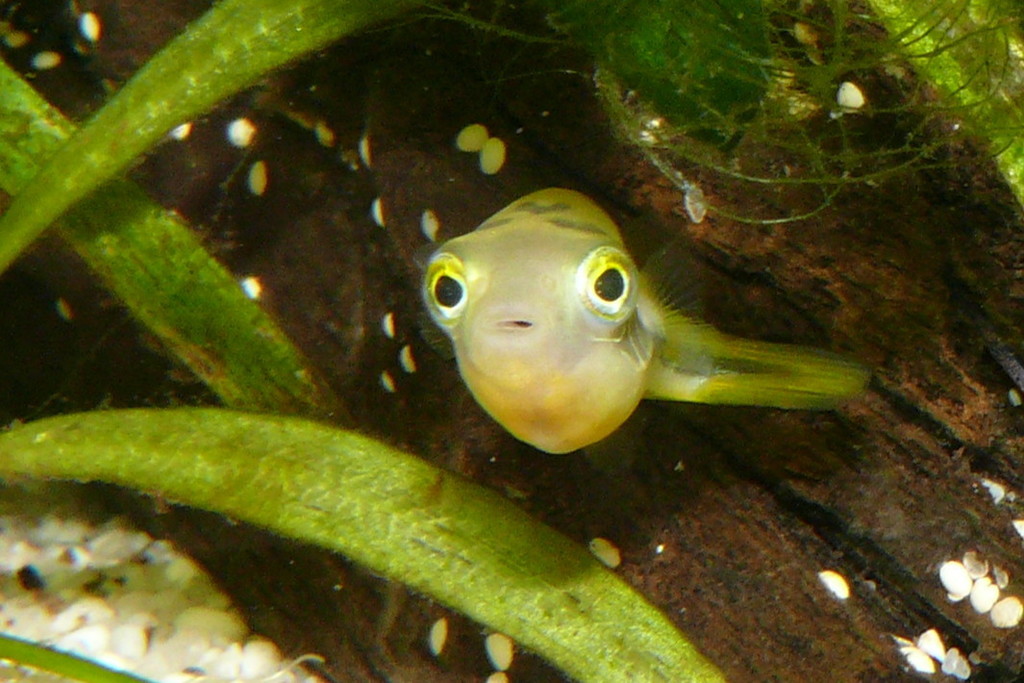 Dwarf Indian Puffer (Carinotetraodon travancoricus) - Marine Life ...
