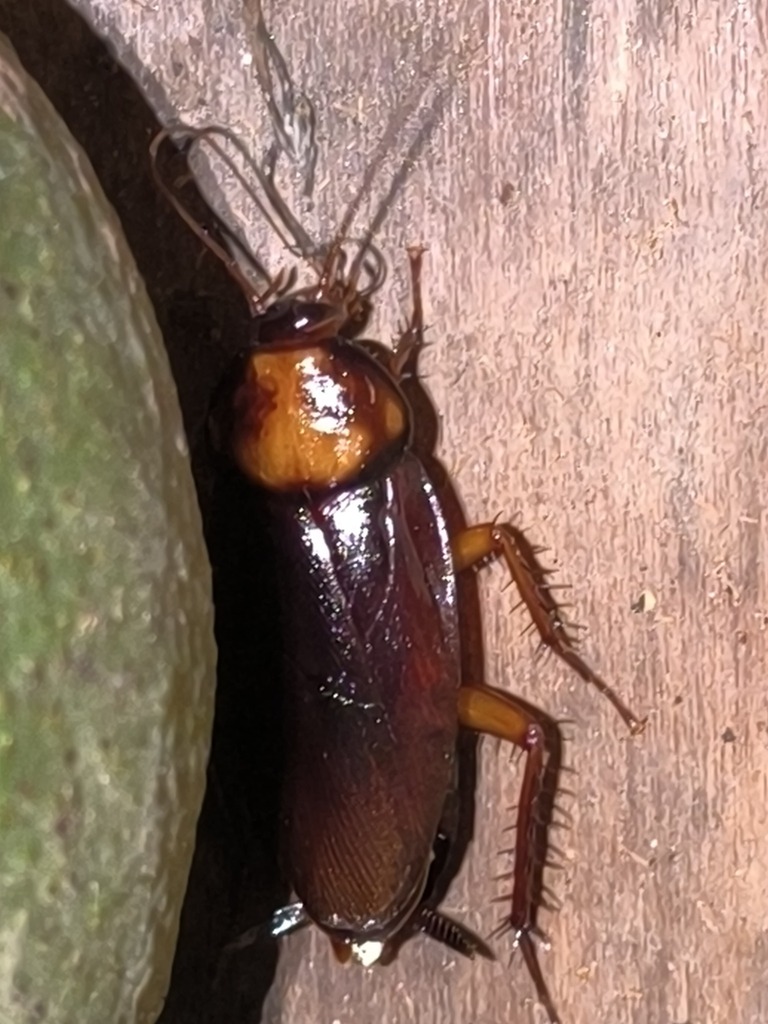Brown Cockroach from Pacto on December 01, 2024 at 10:41 AM by ariel ...