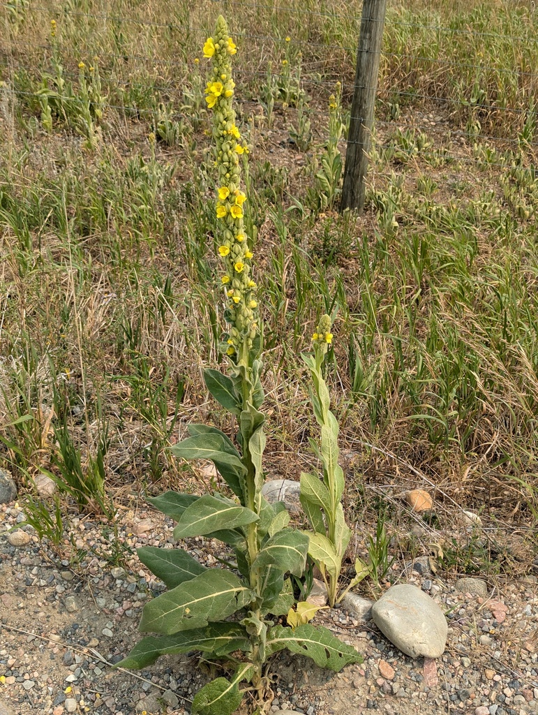 great mullein from Clark County, ID, USA on July 26, 2024 at 12:48 PM ...