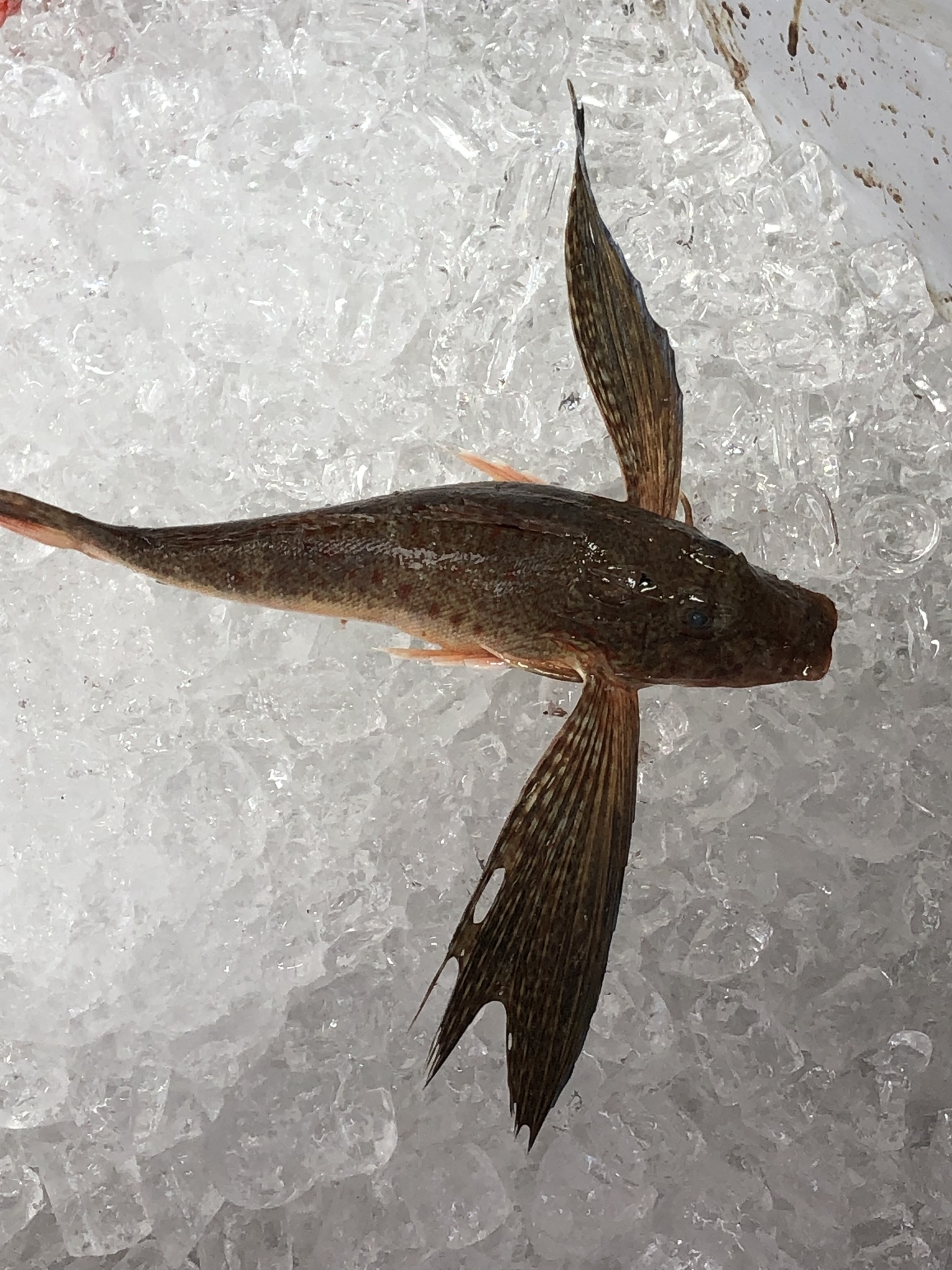 Prionotus rubio Jordan, 1886