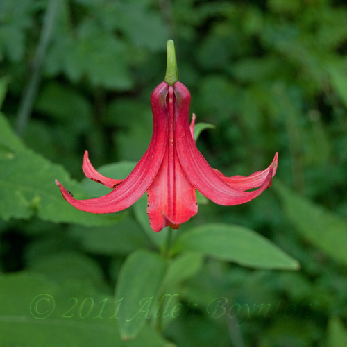 Red Canada Lily (Subspecies Lilium canadense editorum) · iNaturalist