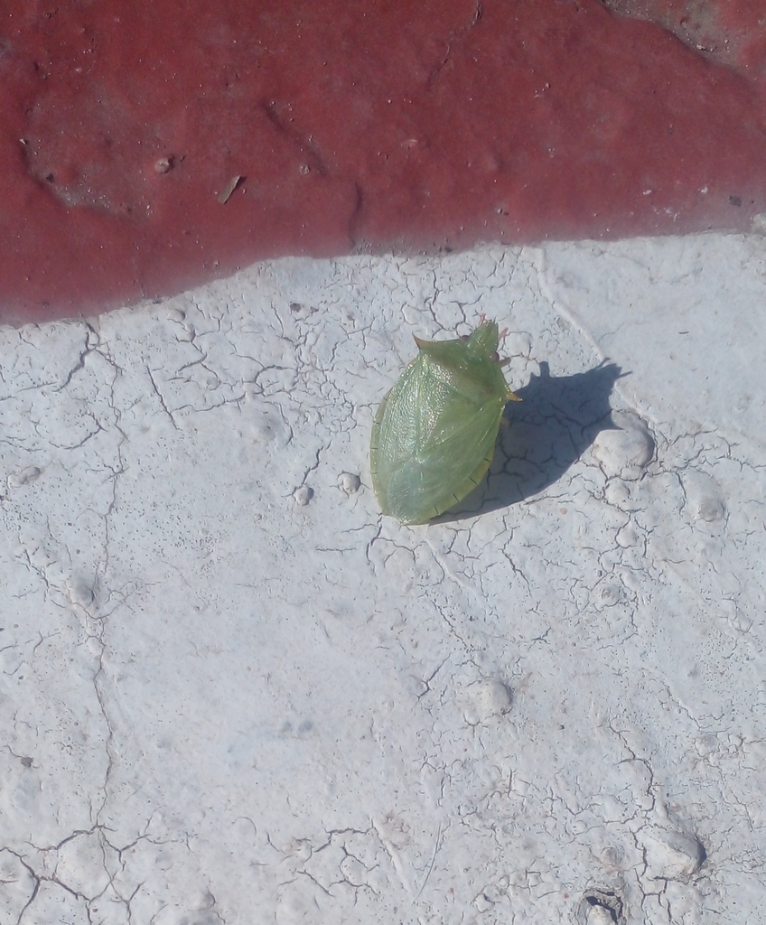 Chlorocoris distinctus from Valle de Santiago, 49900 Tecalitlán, Jal ...
