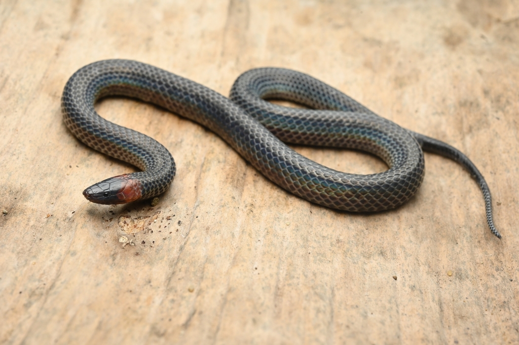 White-collared Reed Snake from Penampang, Sabah, Malaysia on December ...