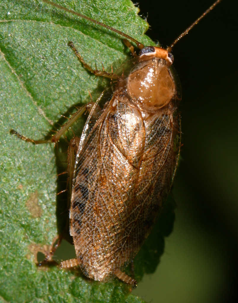 Amber Wood Cockroach from 73800 Sainte-Hélène-du-Lac, France on ...