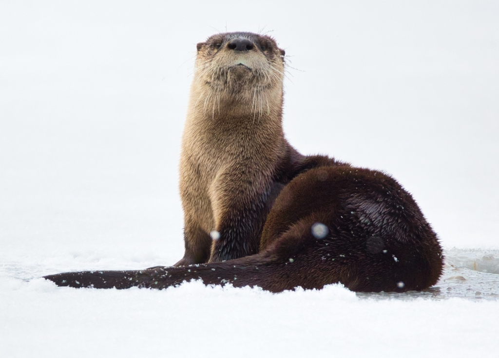 North American River Otter from Brook Lake, MN, USA on December 10 ...