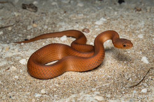 Bardick (Echiopsis curta) - Snakes and Lizards