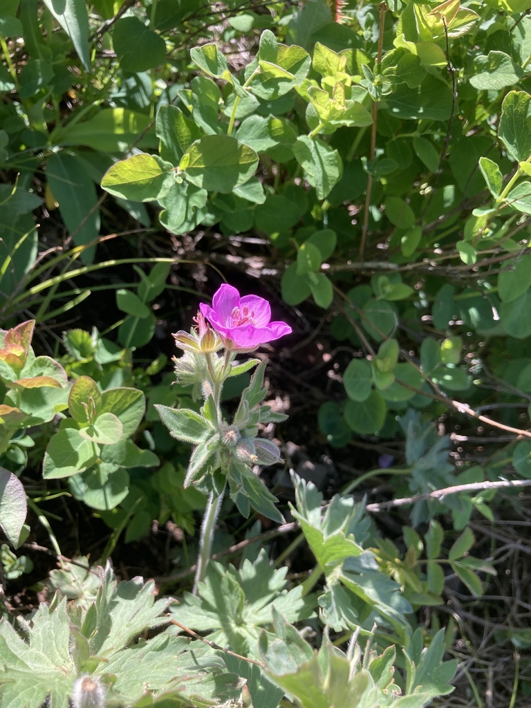 sticky geranium from Kananaskis, AB T0L, Canada on June 12, 2024 at 10: ...