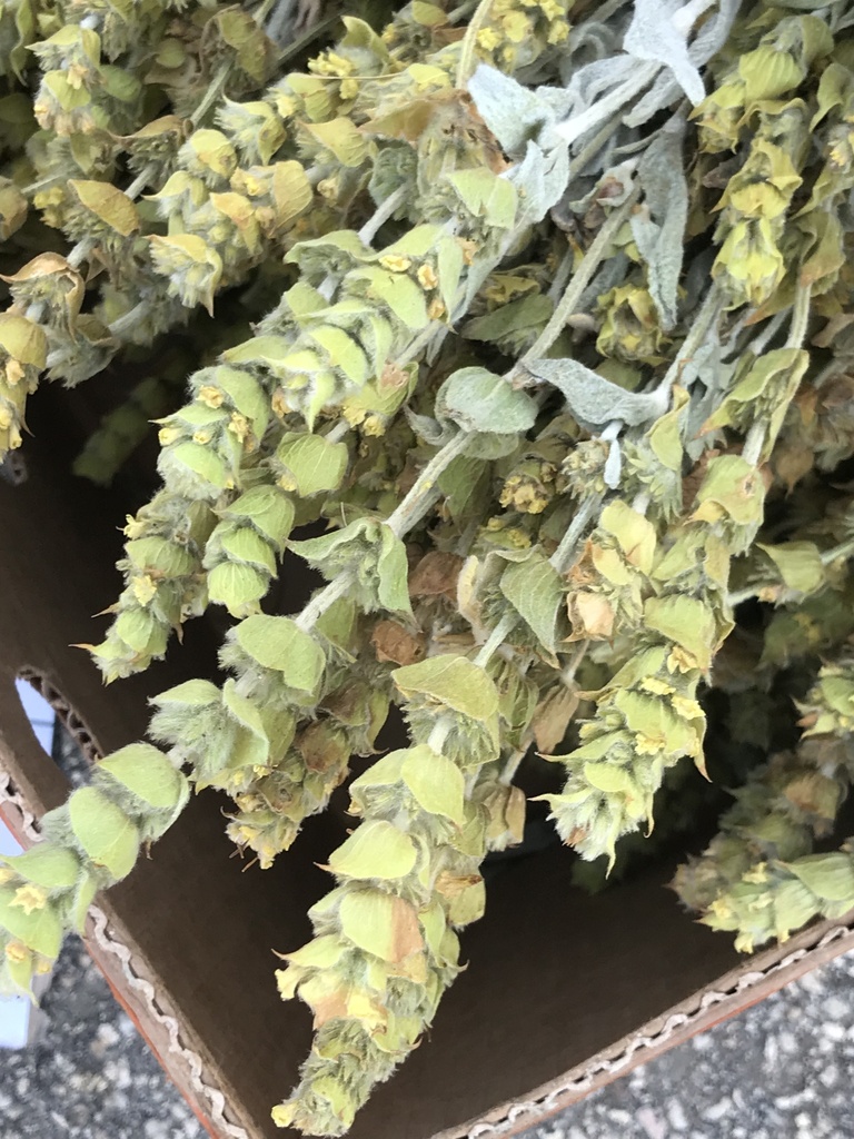 Sideritis scardica in December 2024 by Wei_Zhou · iNaturalist