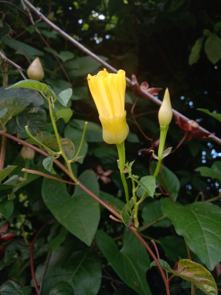 Operculina hamiltonii from Farnous, Tonate-Macouria 97355, Guyane ...