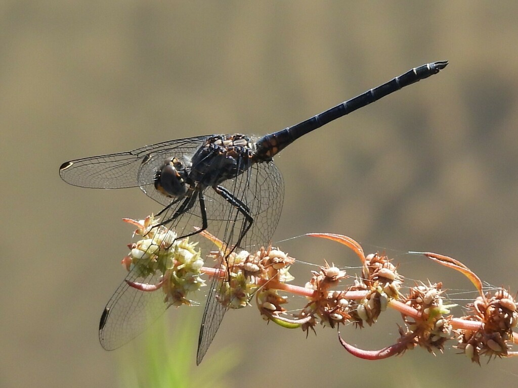 Navy Dropwing from ZF Mgcawu District Municipality, South Africa on ...