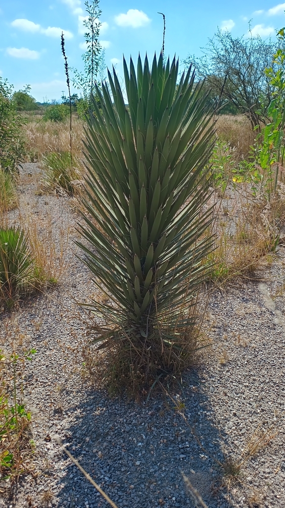 giant Spanish-dagger from Chilcuautla, MX-HI, MX on December 4, 2024 at ...
